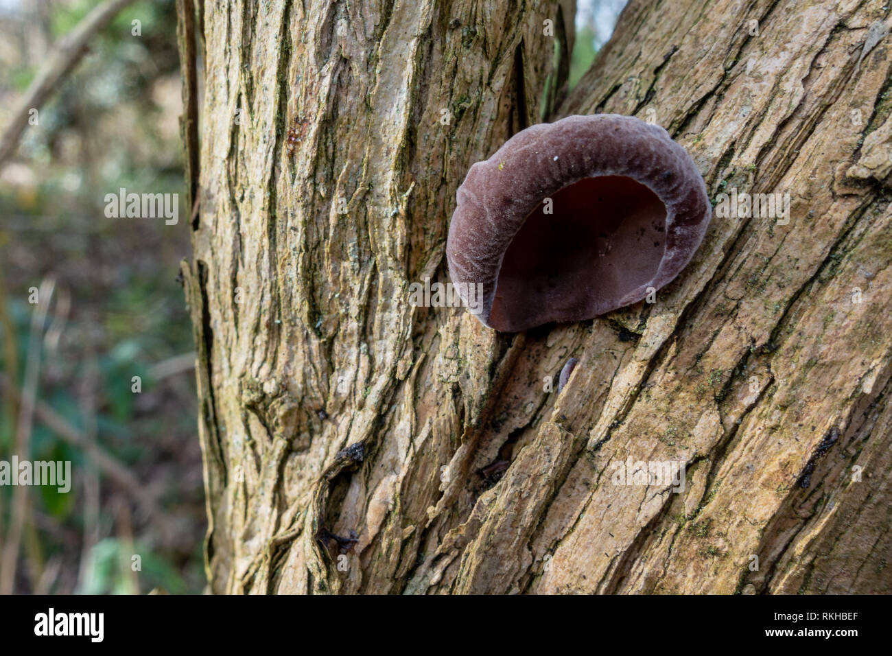 Maroon colored fungi growing on a tree in the woods Stock Photo - Alamy