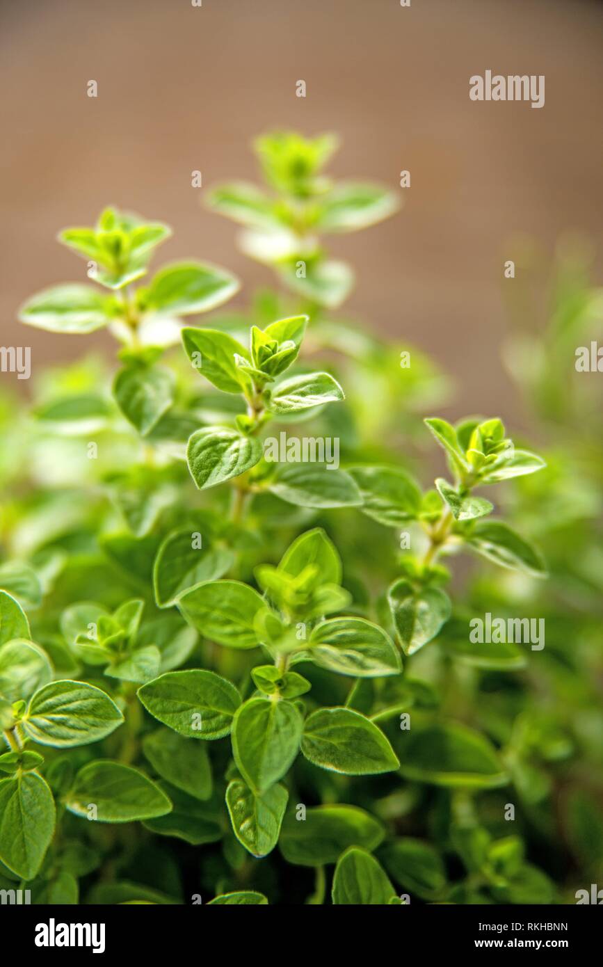 Majoram pot hi-res stock photography and images - Alamy