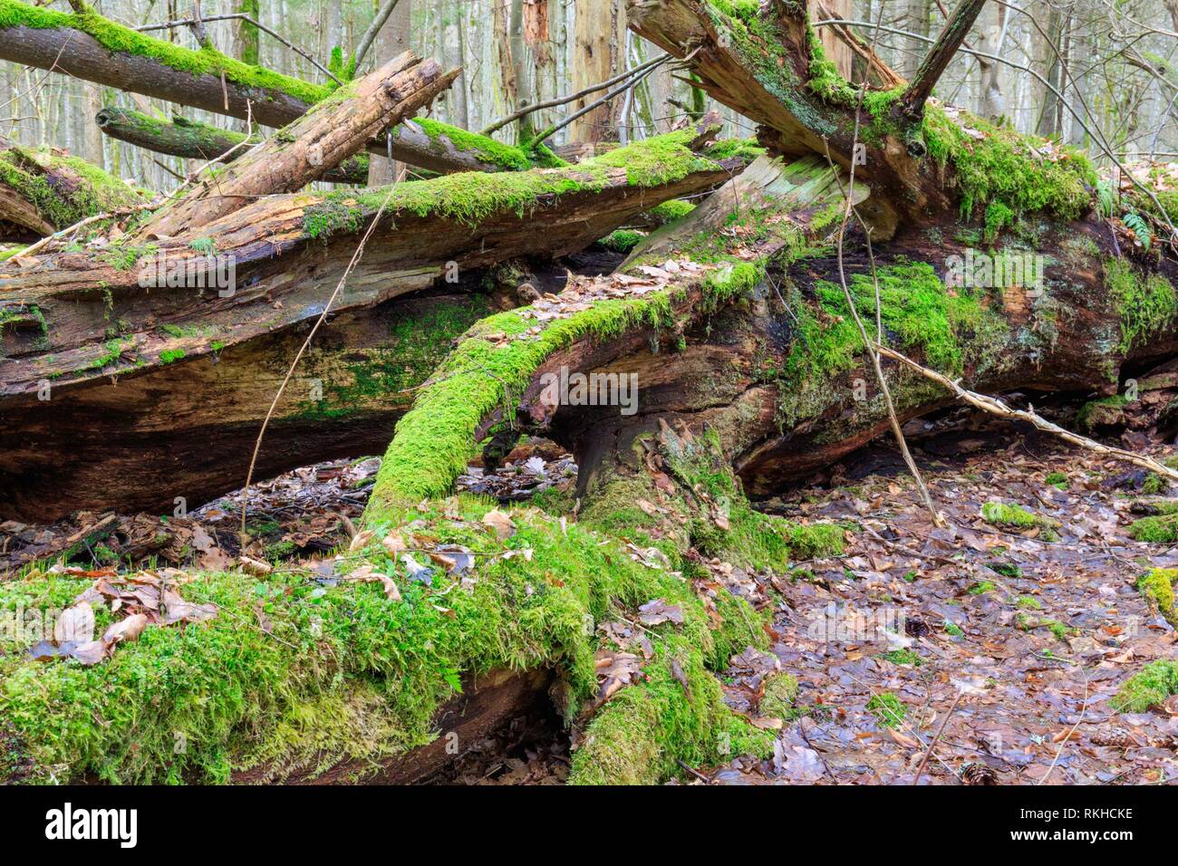 Poland natural disaster hi-res stock photography and images - Alamy