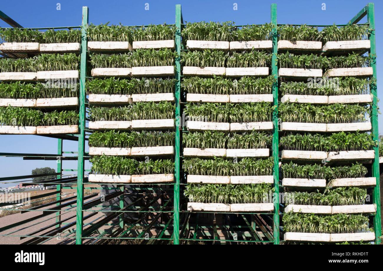 Seedlings trays on trailer racks hi-res stock photography and images ...