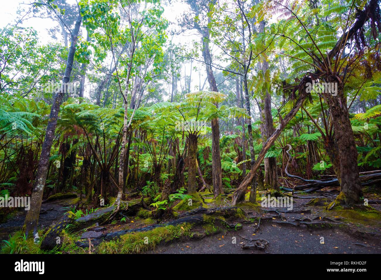 Rainforest hawaii volcanoes national park hi-res stock photography and ...