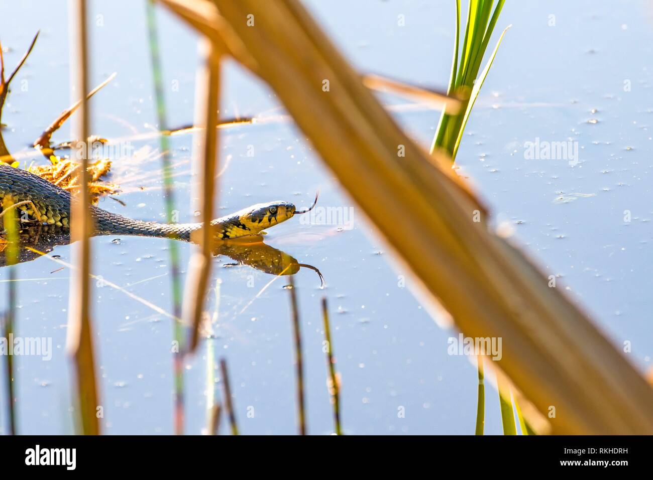 European grass snake hi-res stock photography and images - Alamy