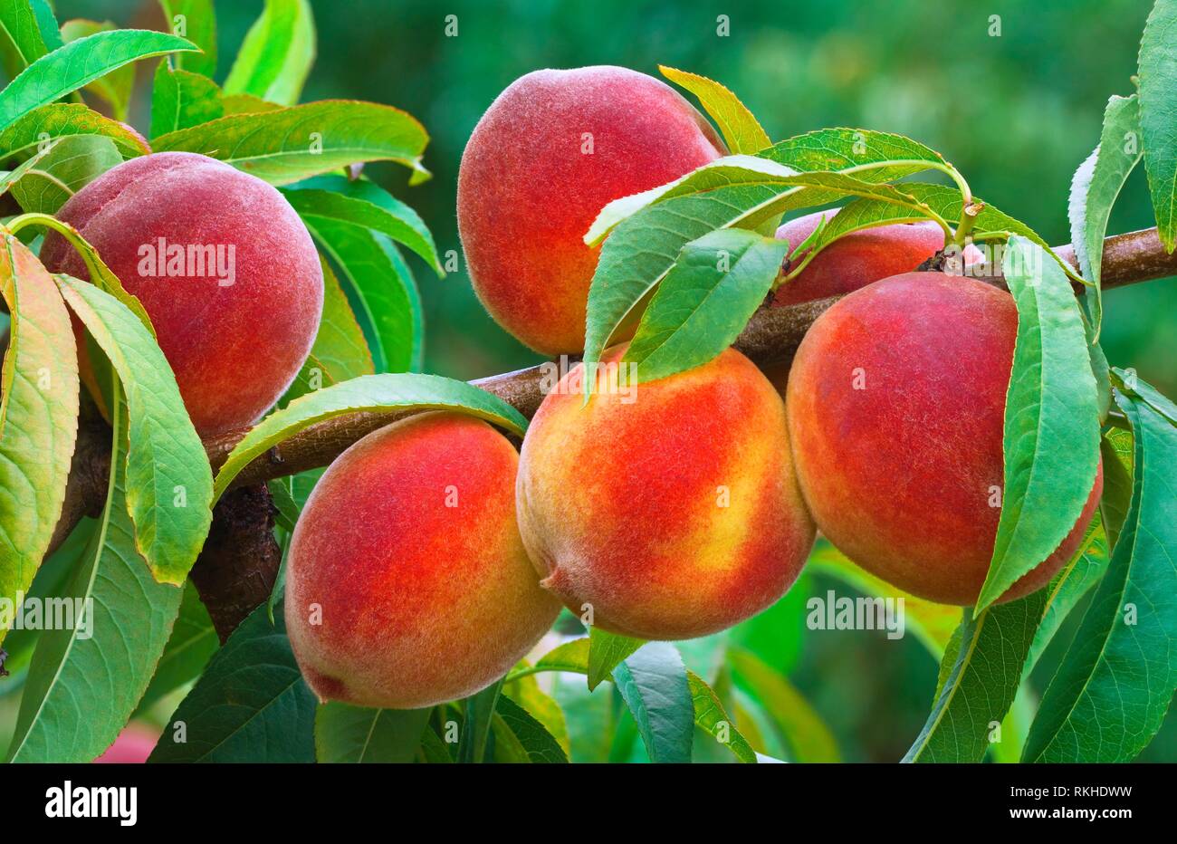 Green peach branch hi-res stock photography and images - Alamy
