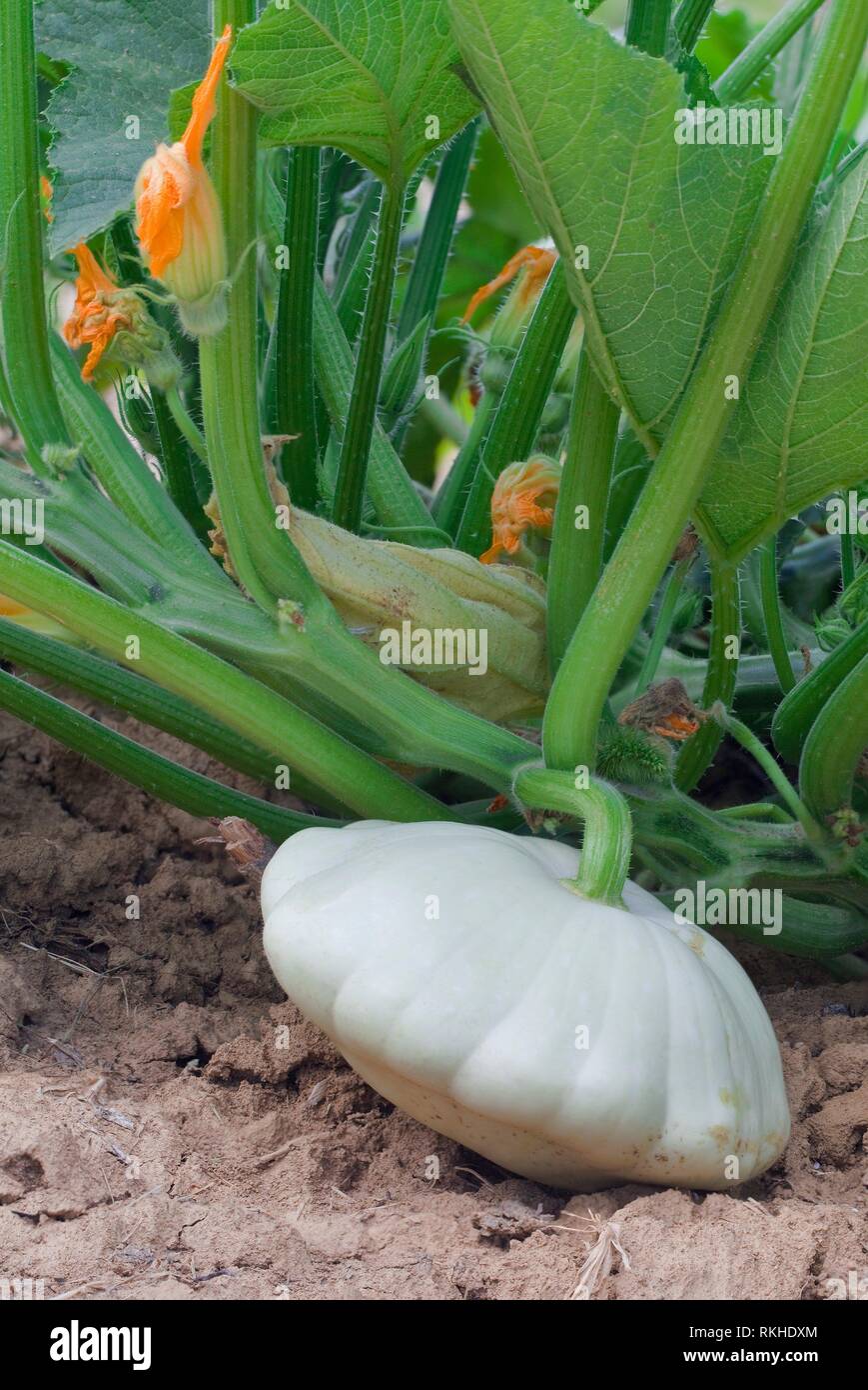Custard squash hi-res stock photography and images - Alamy
