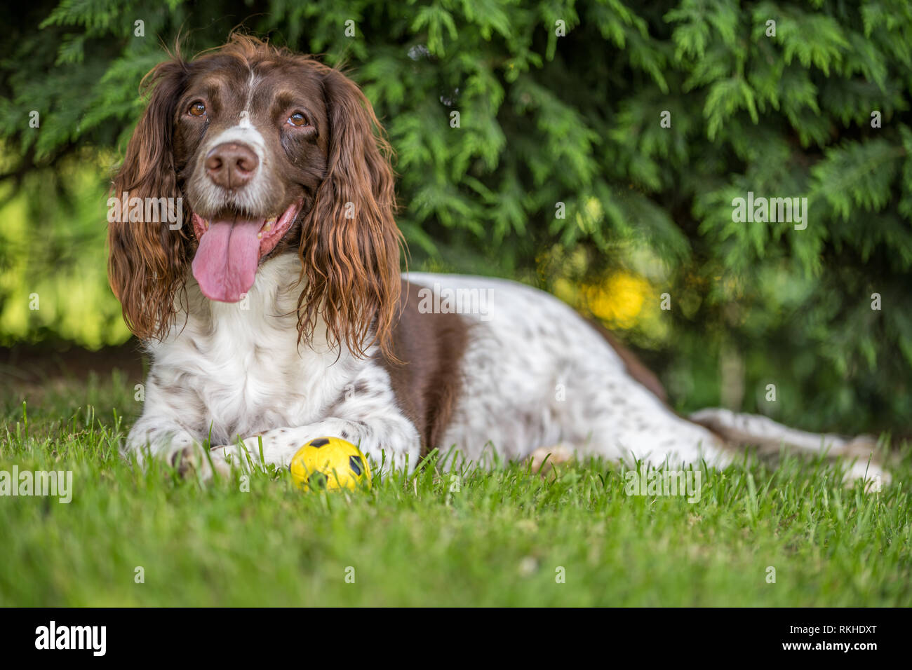 Brown springer spaniels hi-res stock photography and images - Alamy