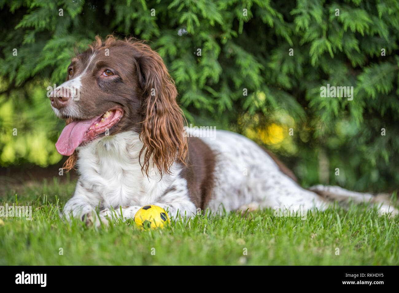 Brown and white springer spaniel laying down on the grass in the park ...