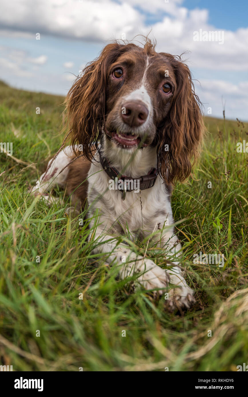 Brown white springer spaniel in hi-res stock photography and images - Alamy