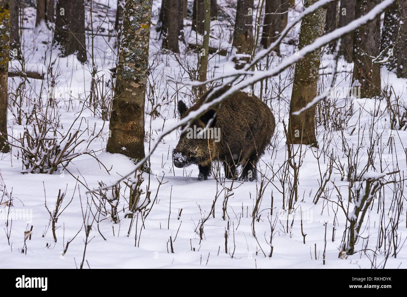 Pig in wood hi-res stock photography and images - Alamy