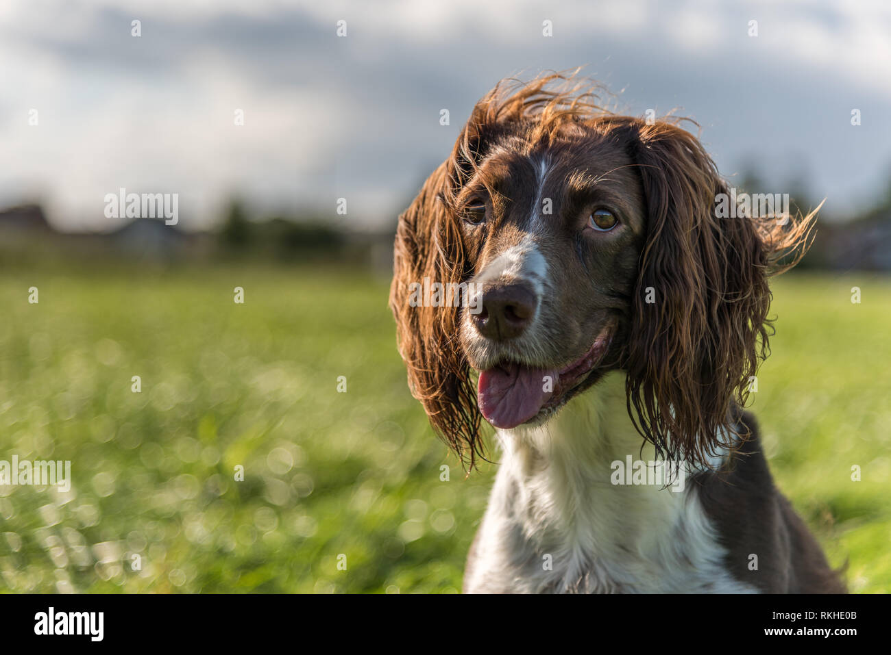 English spaniel head shot breed hi-res stock photography and images - Alamy