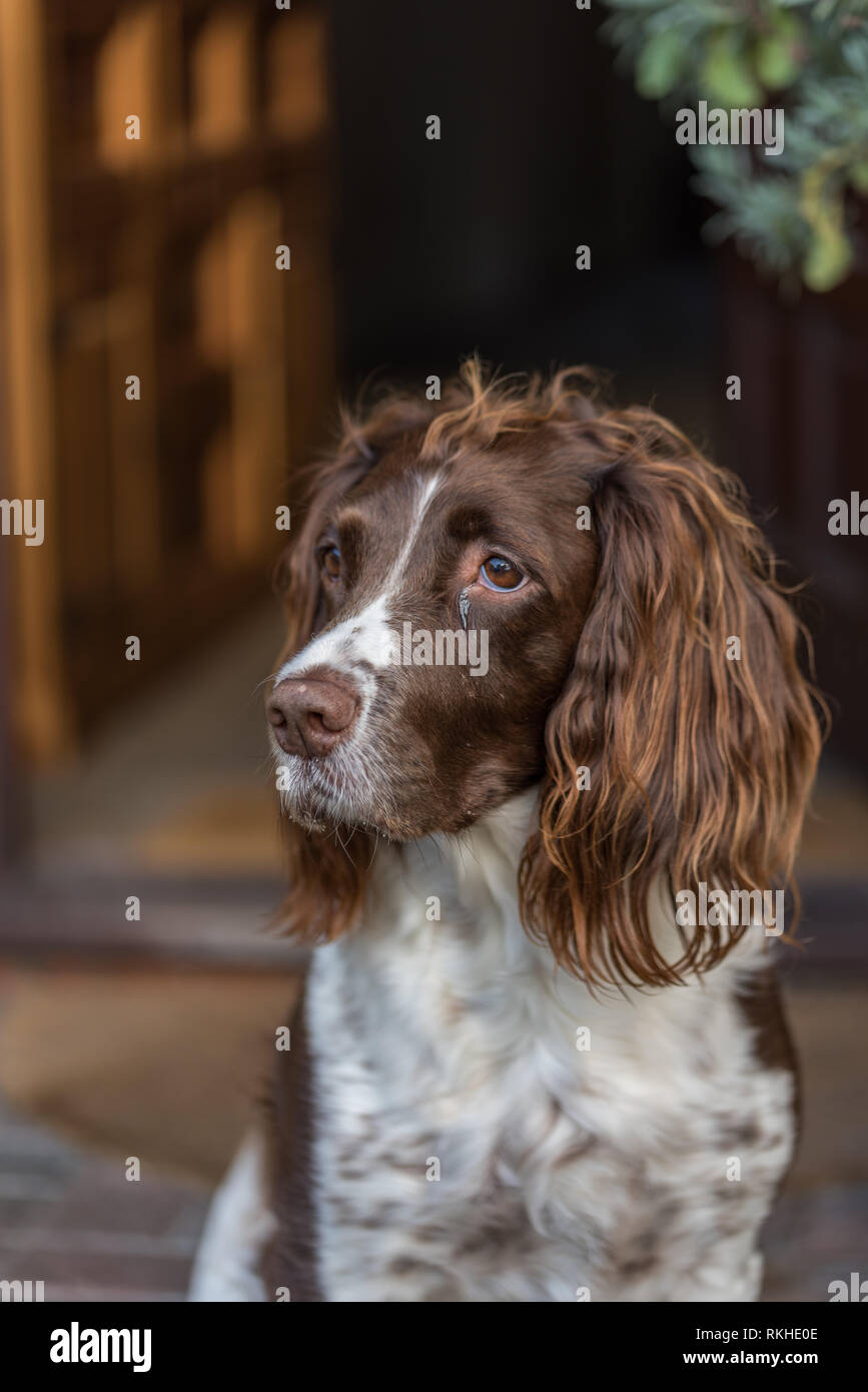 Brown And White Springer Spaniel