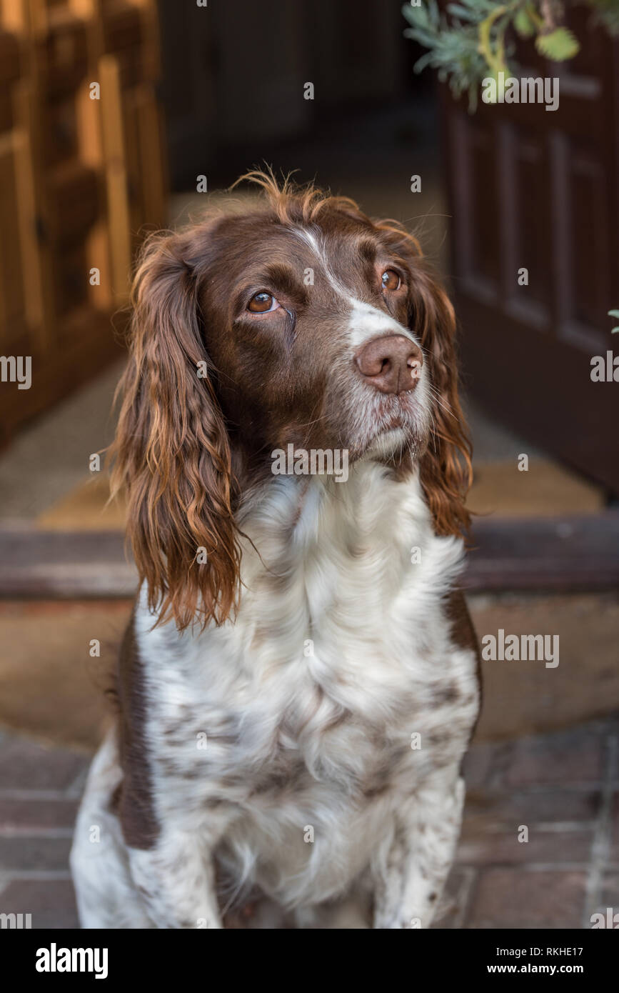 Brown English Springer Spaniel