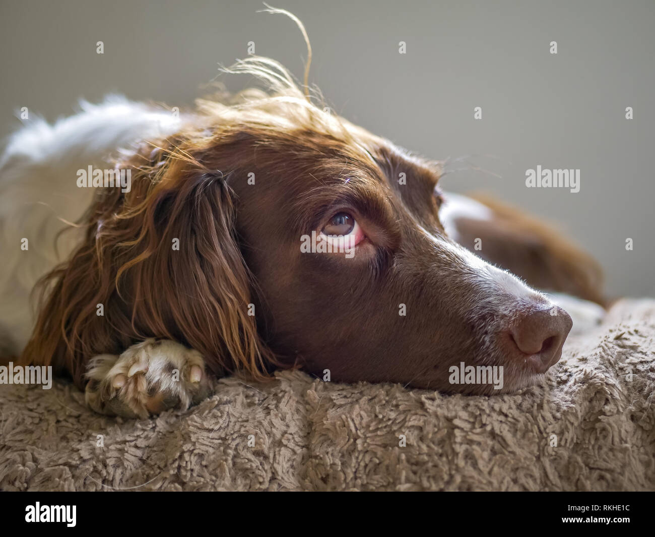 Springer Spaniel head shot, lying down on a blanket looking up Stock ...