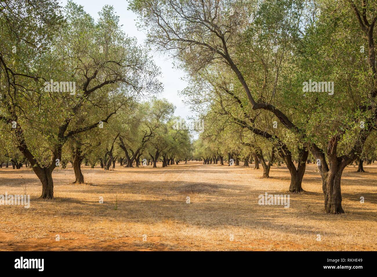 Olive farm puglia hi-res stock photography and images - Alamy