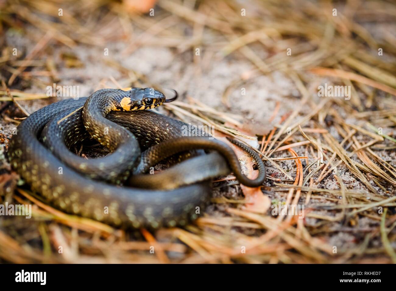 Adder Snake Warning High Resolution Stock Photography and Images - Alamy
