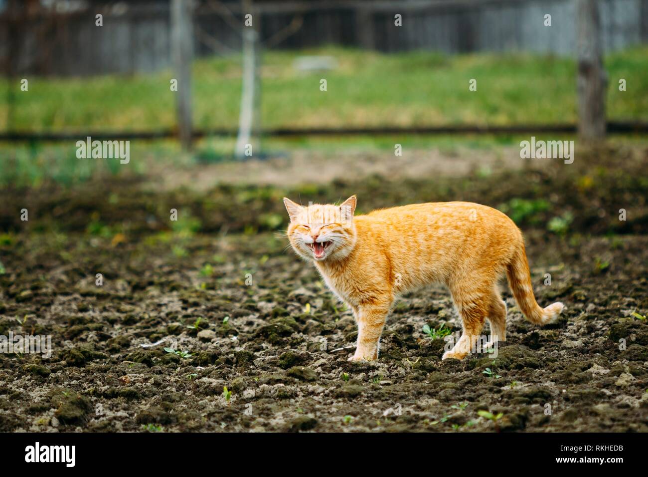 Big cat country hi-res stock photography and images - Alamy