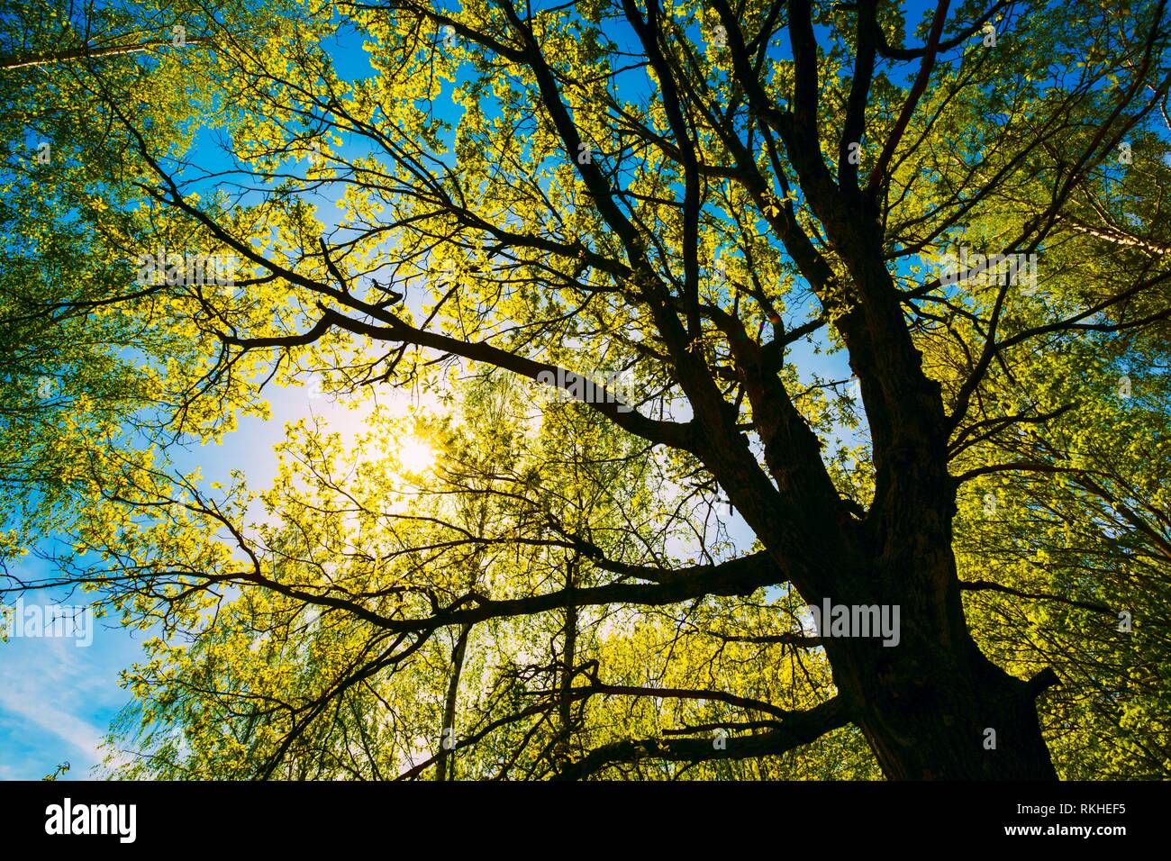 Oak Tree Low Angle High Resolution Stock Photography and Images - Alamy