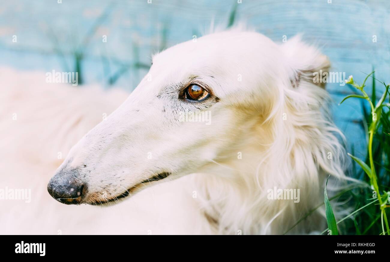 Borzoi nose hi-res stock photography and images - Alamy