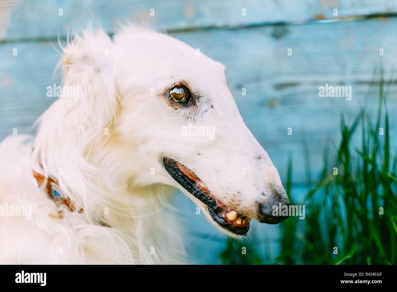 Borzoi nose hi-res stock photography and images - Alamy