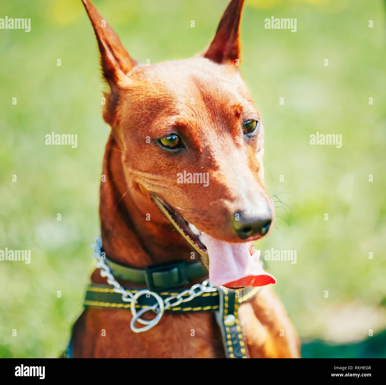 Canine min pin close up close up puppy horizontal hi-res stock ...