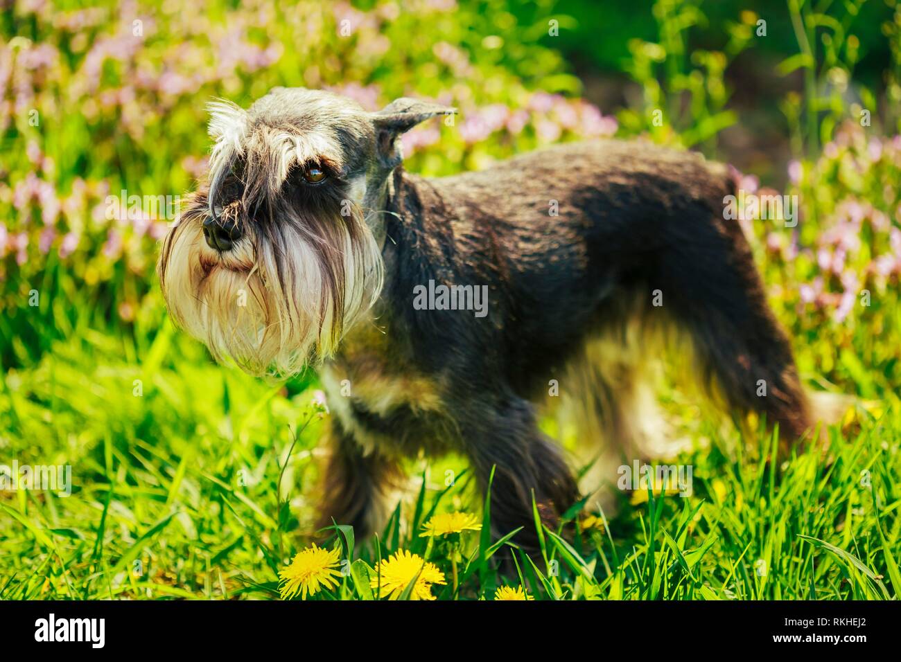 Silver And Black Schnauzer High Resolution Stock Photography and Images ...