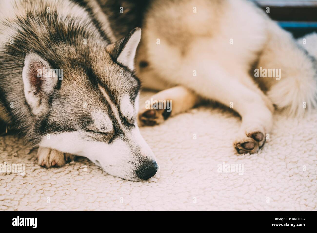 Pretty white dog hi-res stock photography and images - Alamy