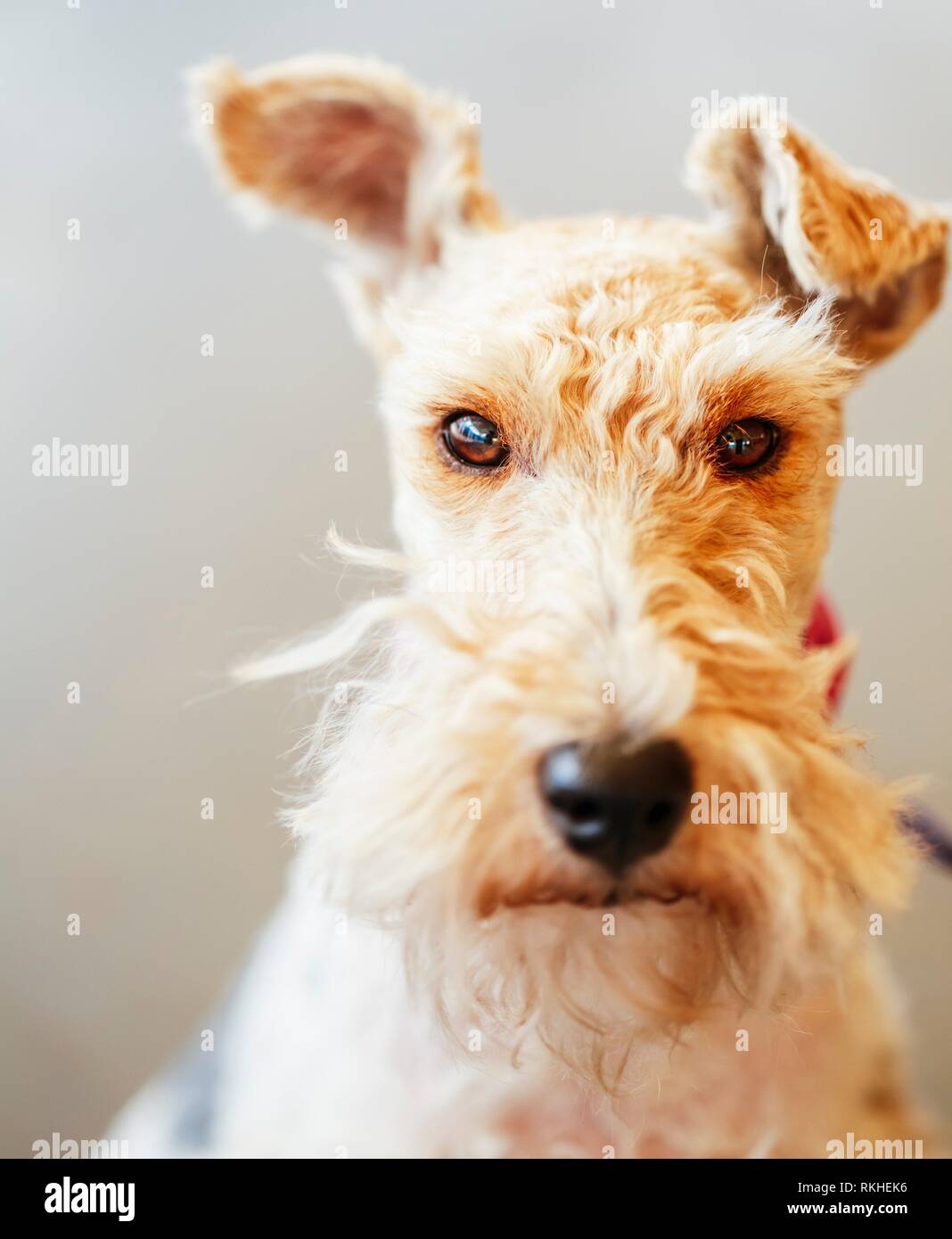 Young fox terrier hi-res stock photography and images - Alamy