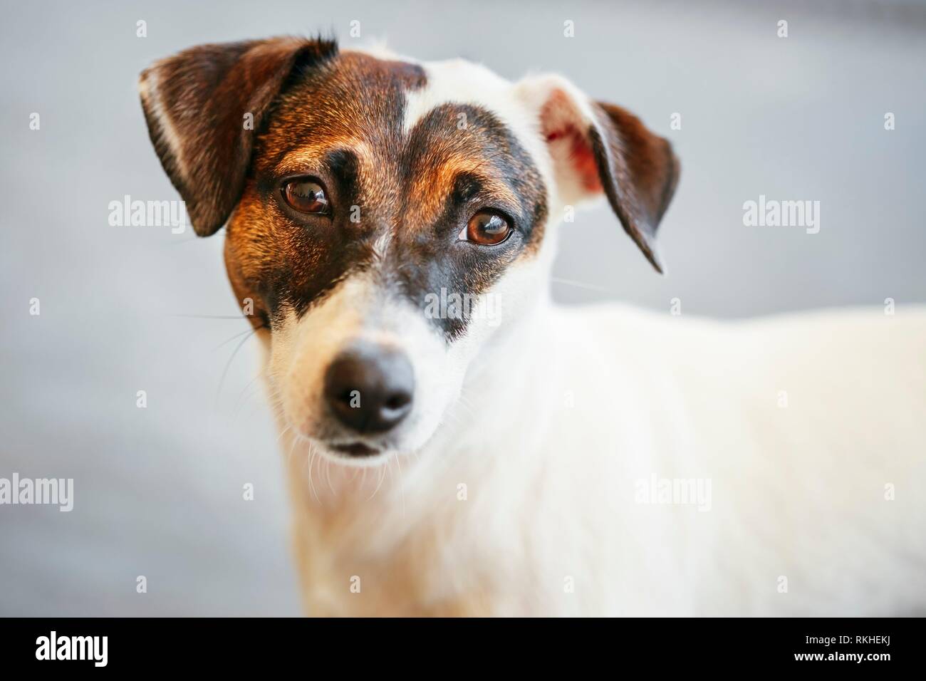 Baby Dog Jack Russel High Resolution Stock Photography and Images - Alamy