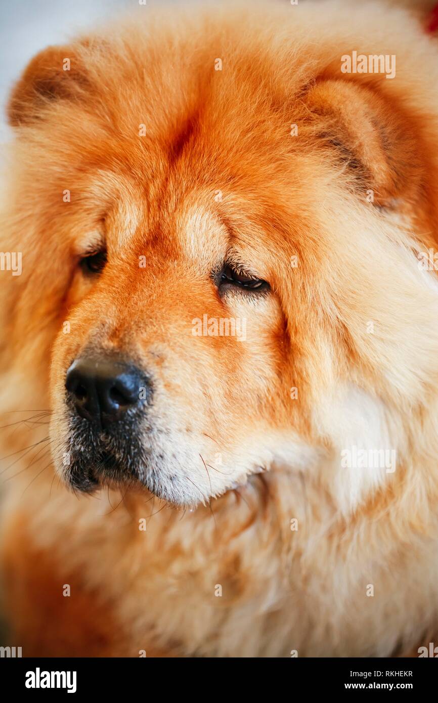 Red chow hi-res stock photography and images - Alamy
