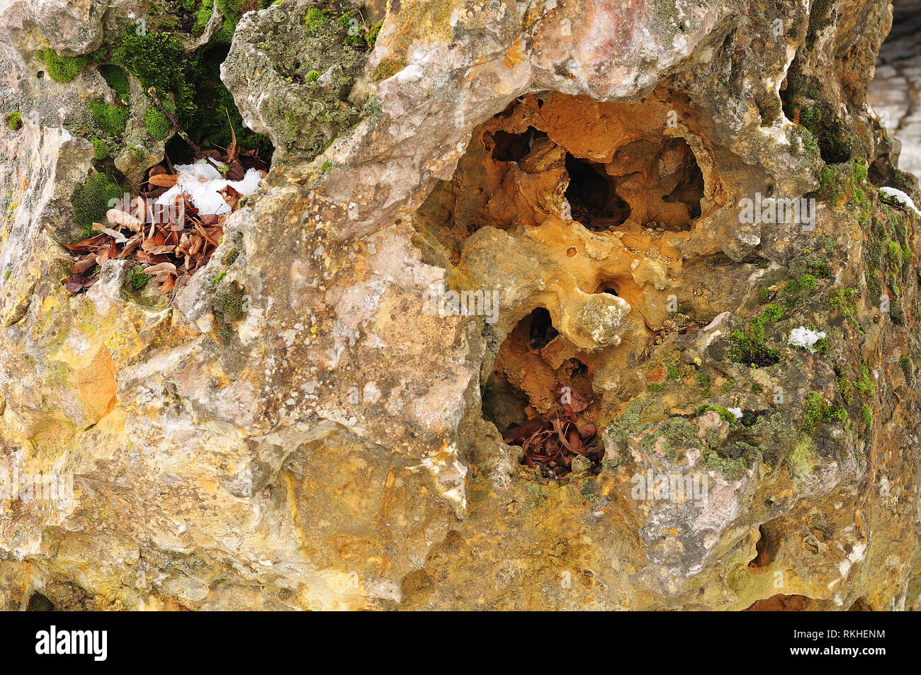 perforated jurassic limestone rock with dry leaves in holes and covered ...