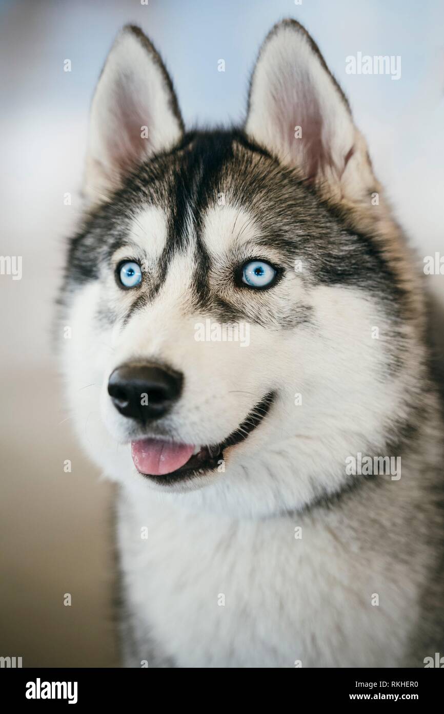 Alaskan Husky With Blue Eyes