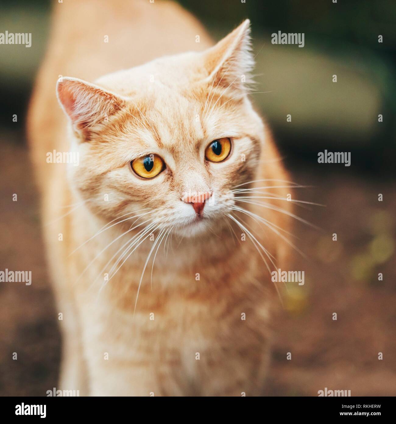 Red tabby cat hi-res stock photography and images - Alamy