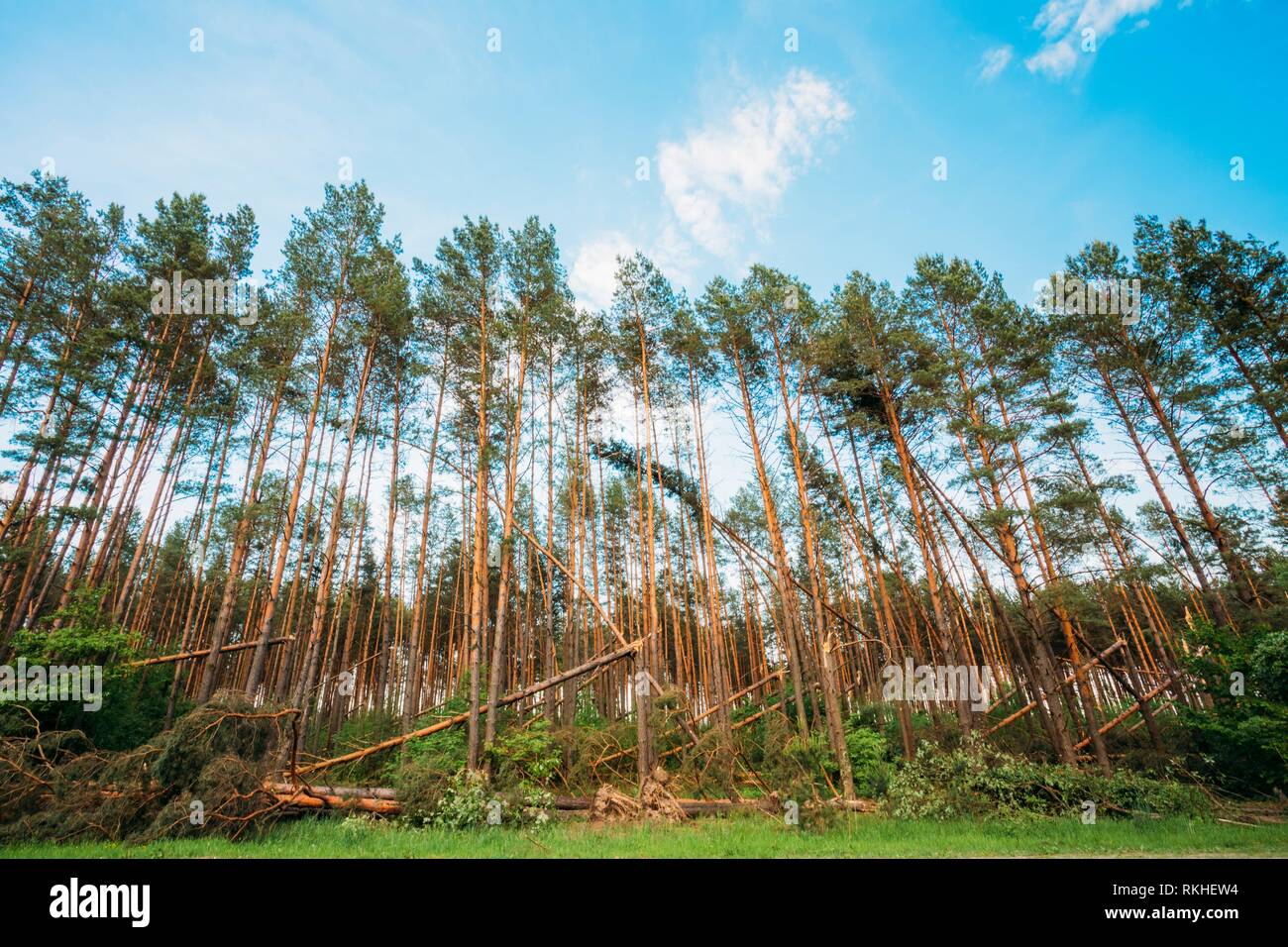 Storm With Fallen Trees Stock Photos & Storm With Fallen Trees Stock ...