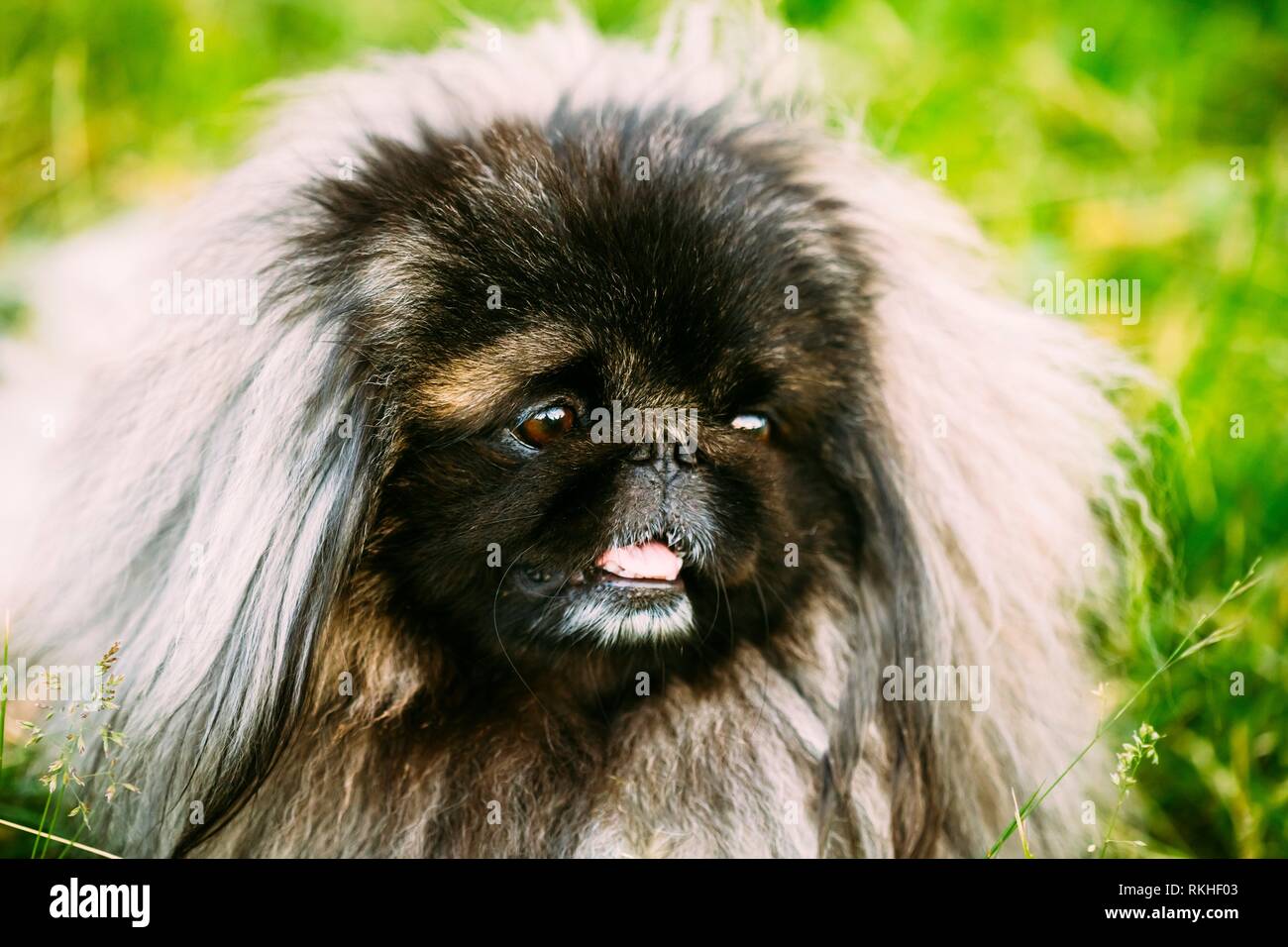 Funny gray dog hi-res stock photography and images - Alamy