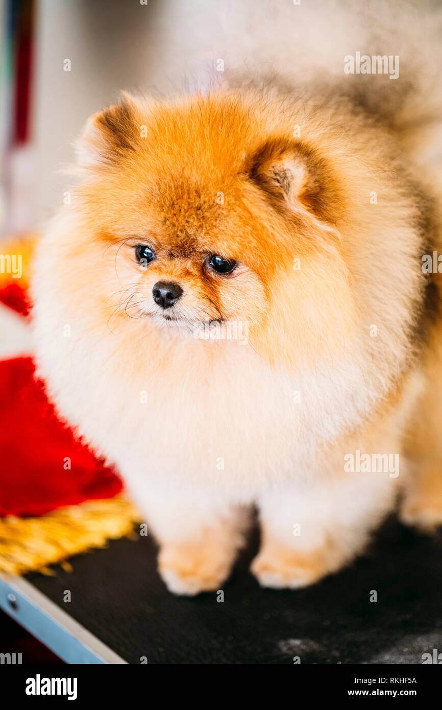 Small spitz dog hi-res stock photography and images - Alamy