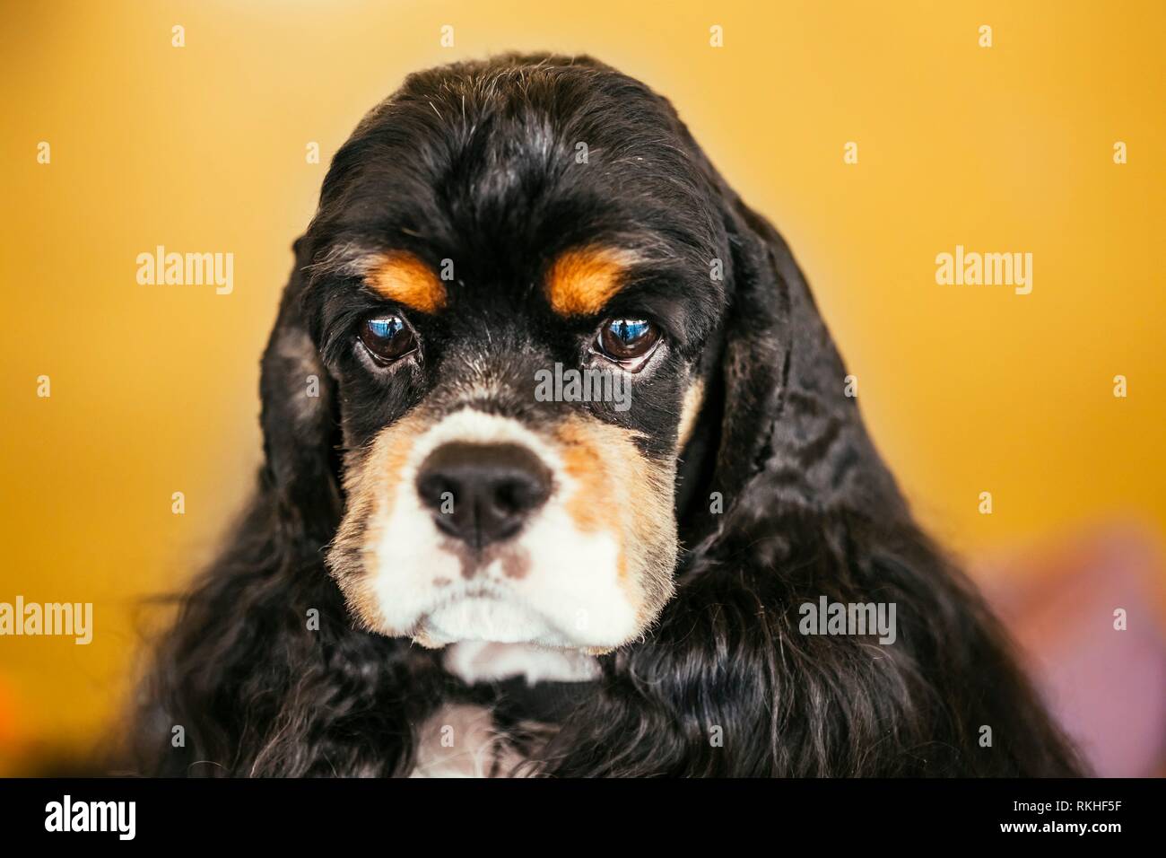 Cocker spaniel ear hi-res stock photography and images - Alamy