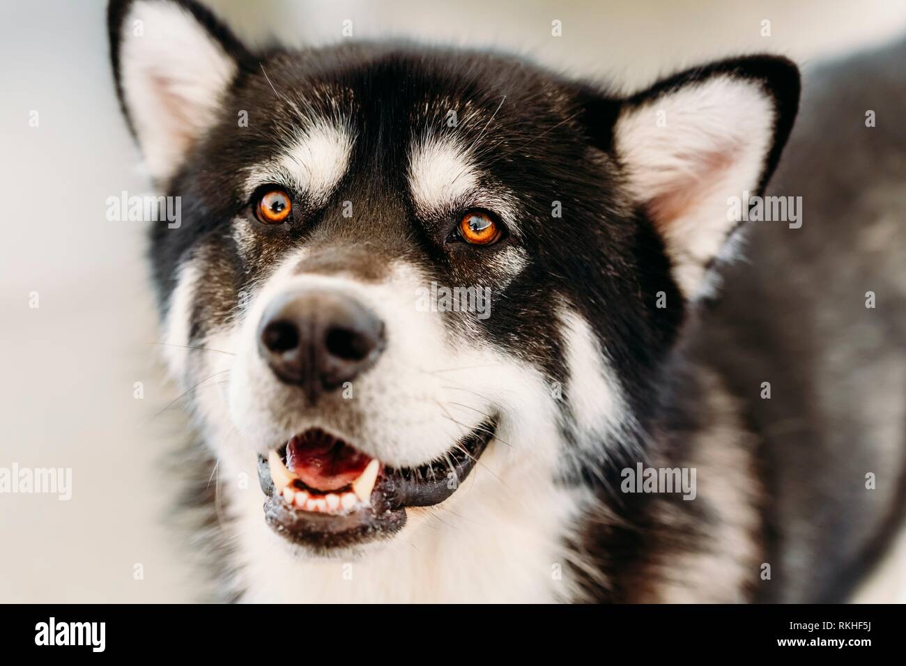 Gray malamute hi-res stock photography and images - Alamy