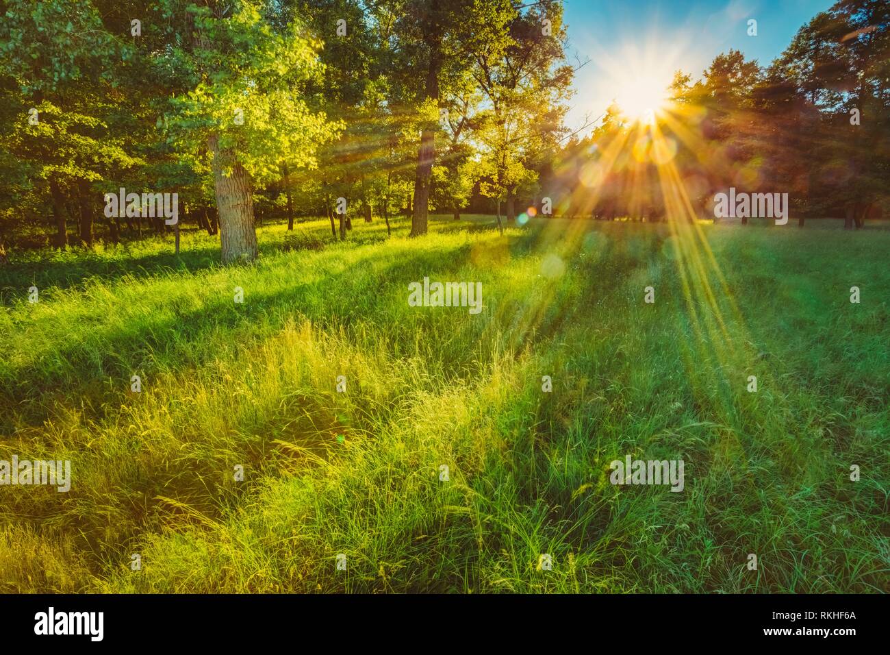 Sunny nature hi-res stock photography and images - Alamy