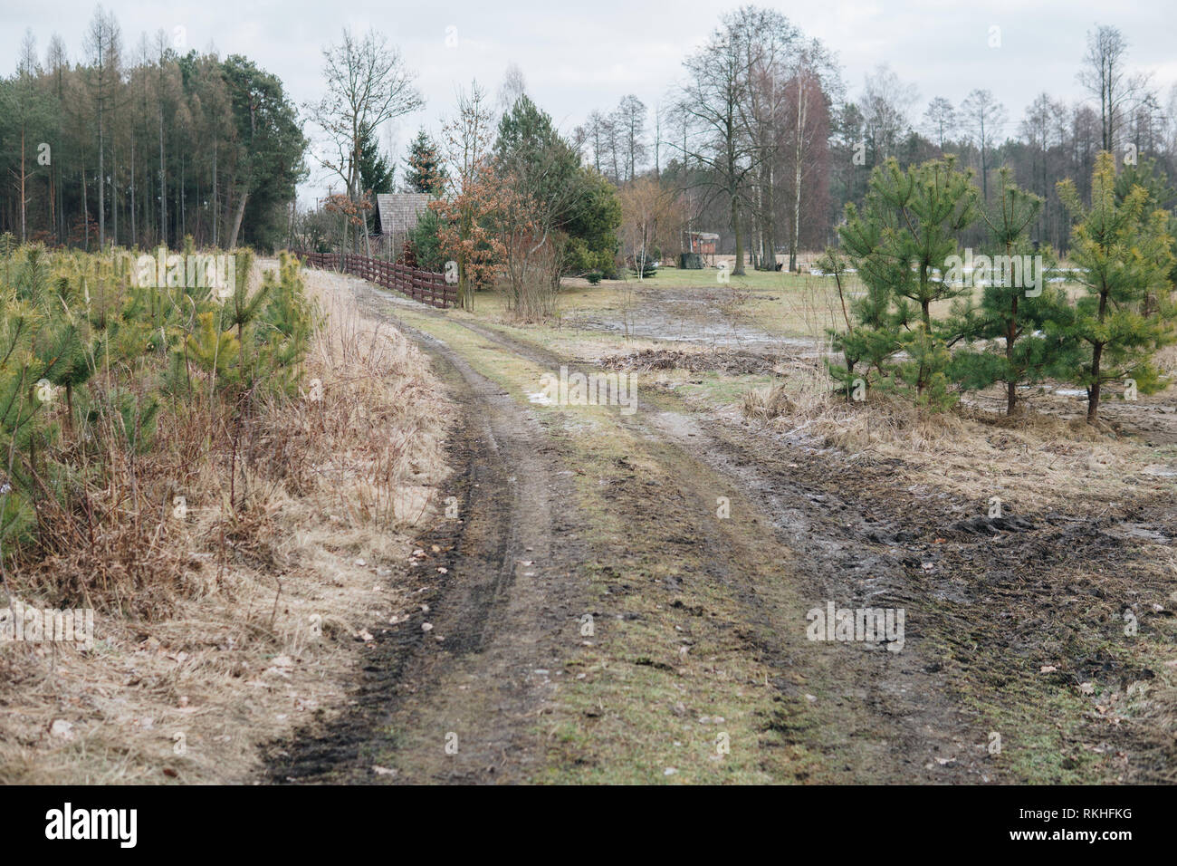 ground path in a forest between small pines Stock Photo - Alamy