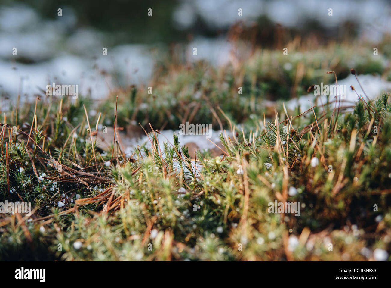 detail of moss in a forest during early spring with a little snow lying ...