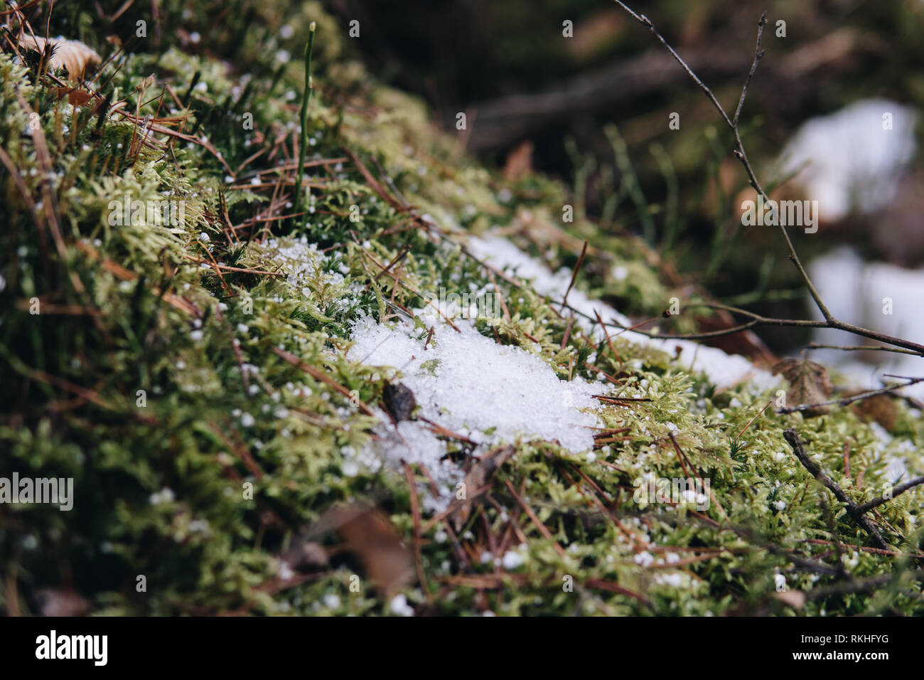 detail of moss in a forest during early spring with a little snow lying ...