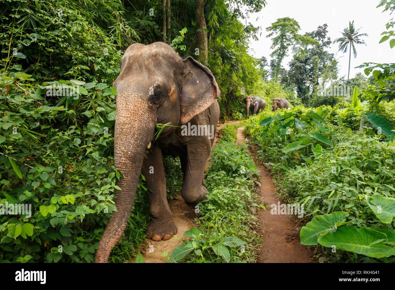 Jungle path hi-res stock photography and images - Alamy