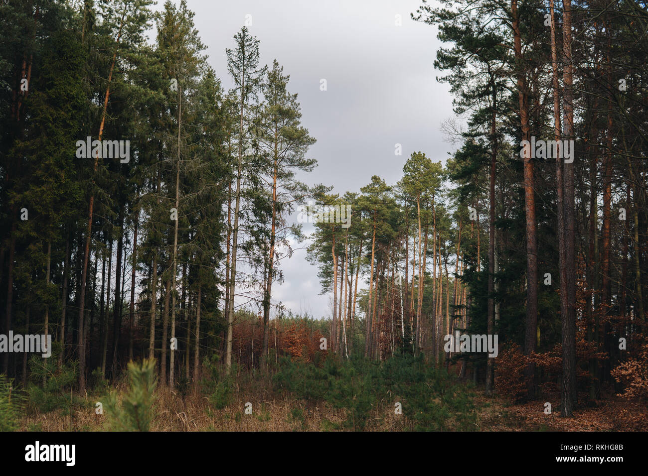 Small young pines hi-res stock photography and images - Alamy