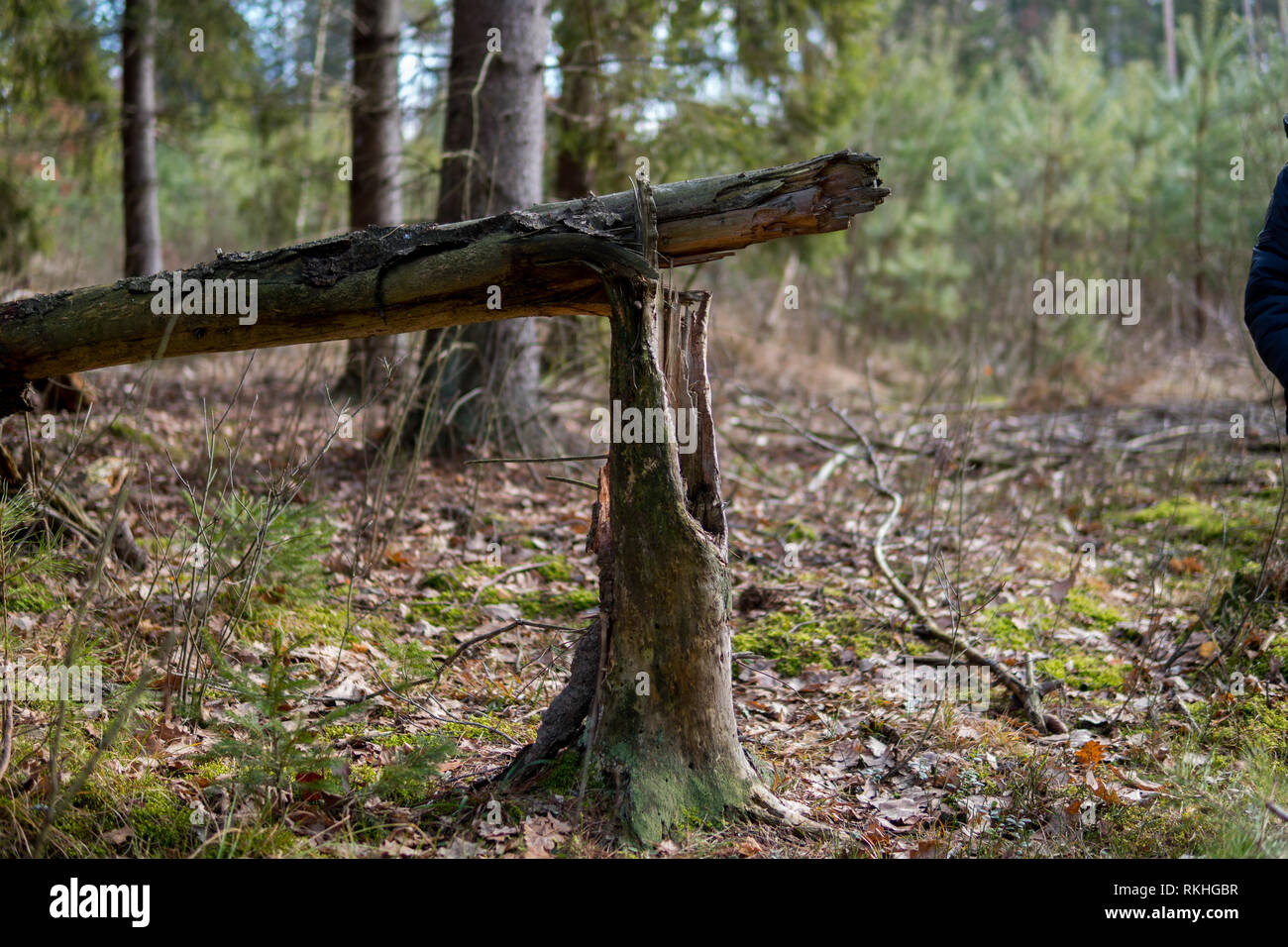 close up of broken tree in a forest Stock Photo - Alamy