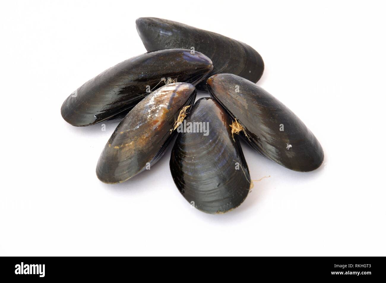 Black mussel hi-res stock photography and images - Alamy