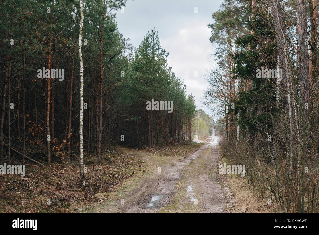 Two paths fork forest hi-res stock photography and images - Alamy