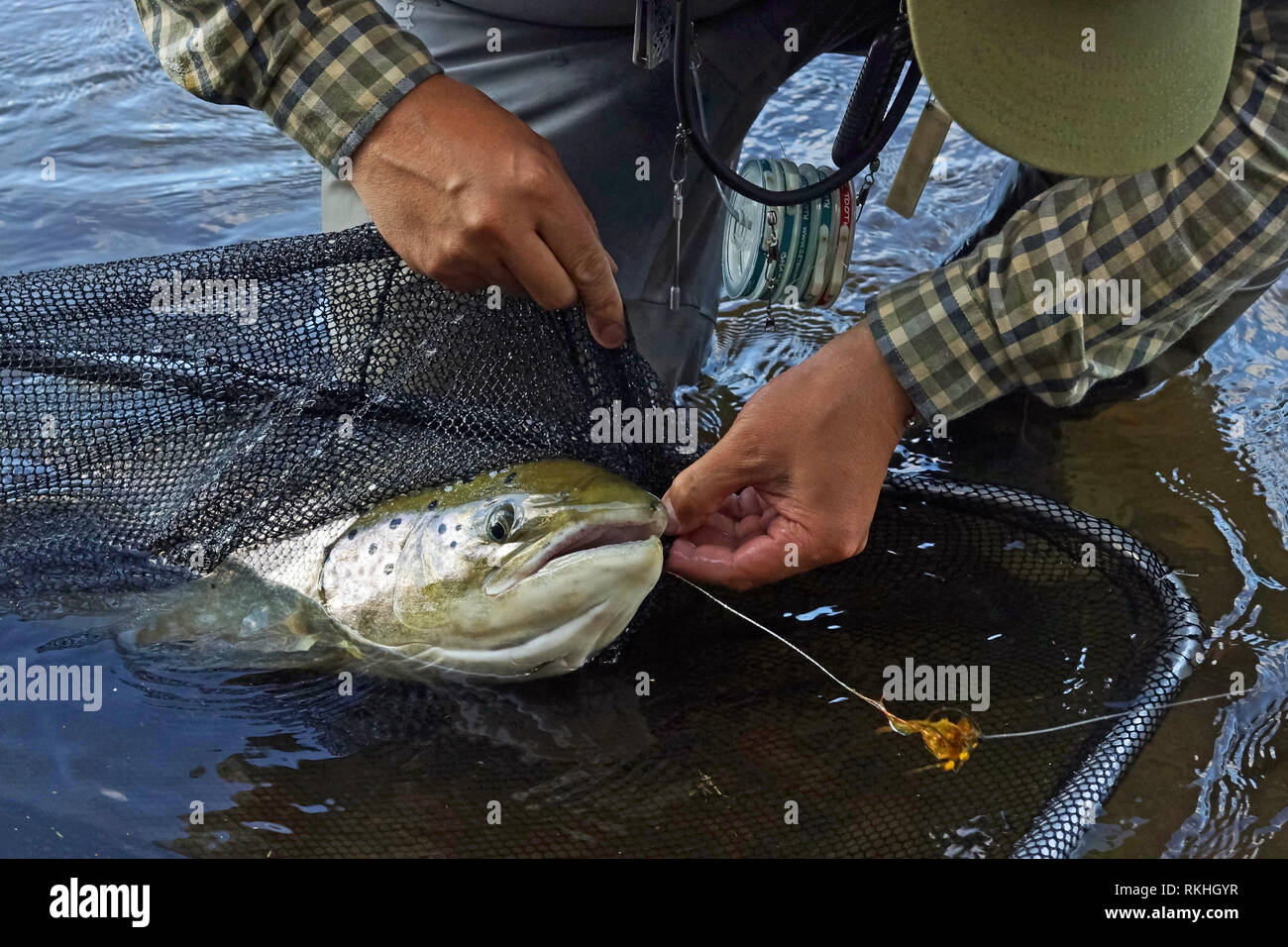 Chinook Salmon Fishing Stock Photos & Chinook Salmon Fishing Stock ...