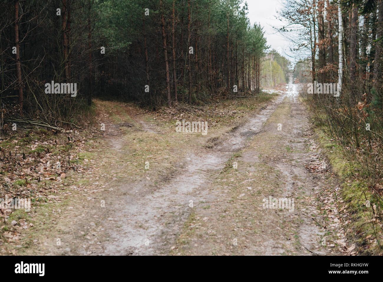Two paths fork forest hi-res stock photography and images - Alamy