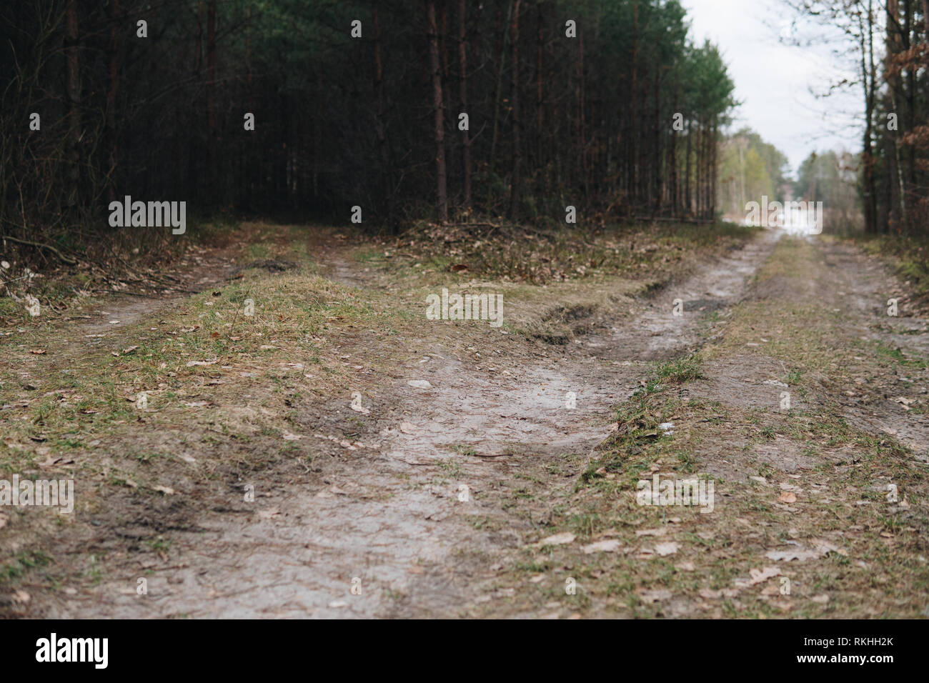 Two paths fork forest hi-res stock photography and images - Alamy