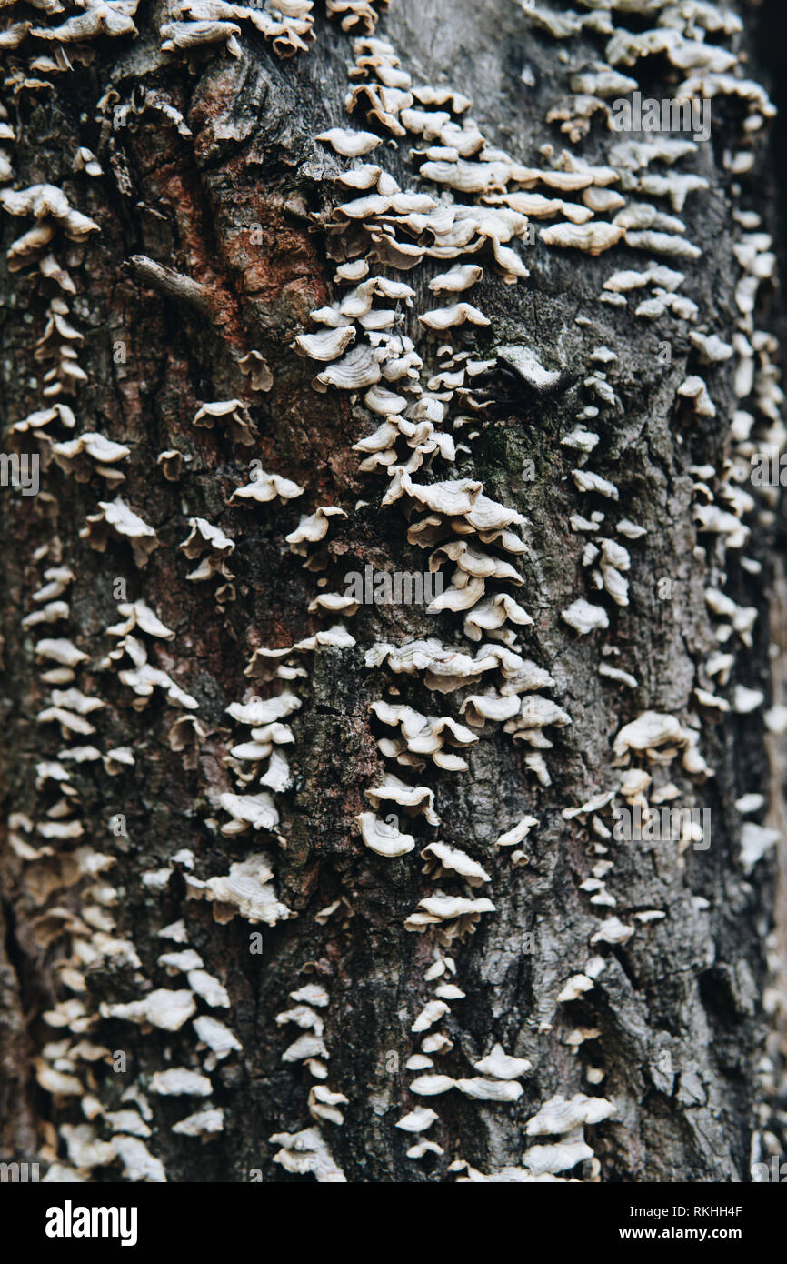Hoof mushrooms hi-res stock photography and images - Alamy