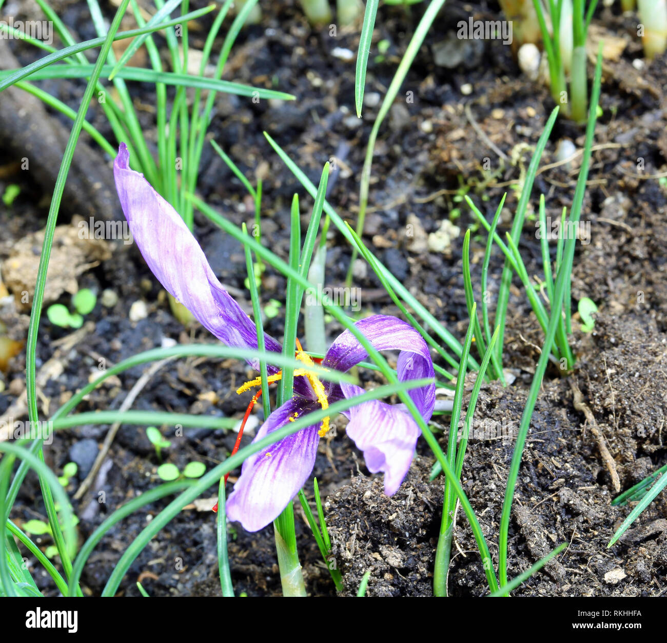 small flower of saffron used in many italian recipes Stock Photo - Alamy